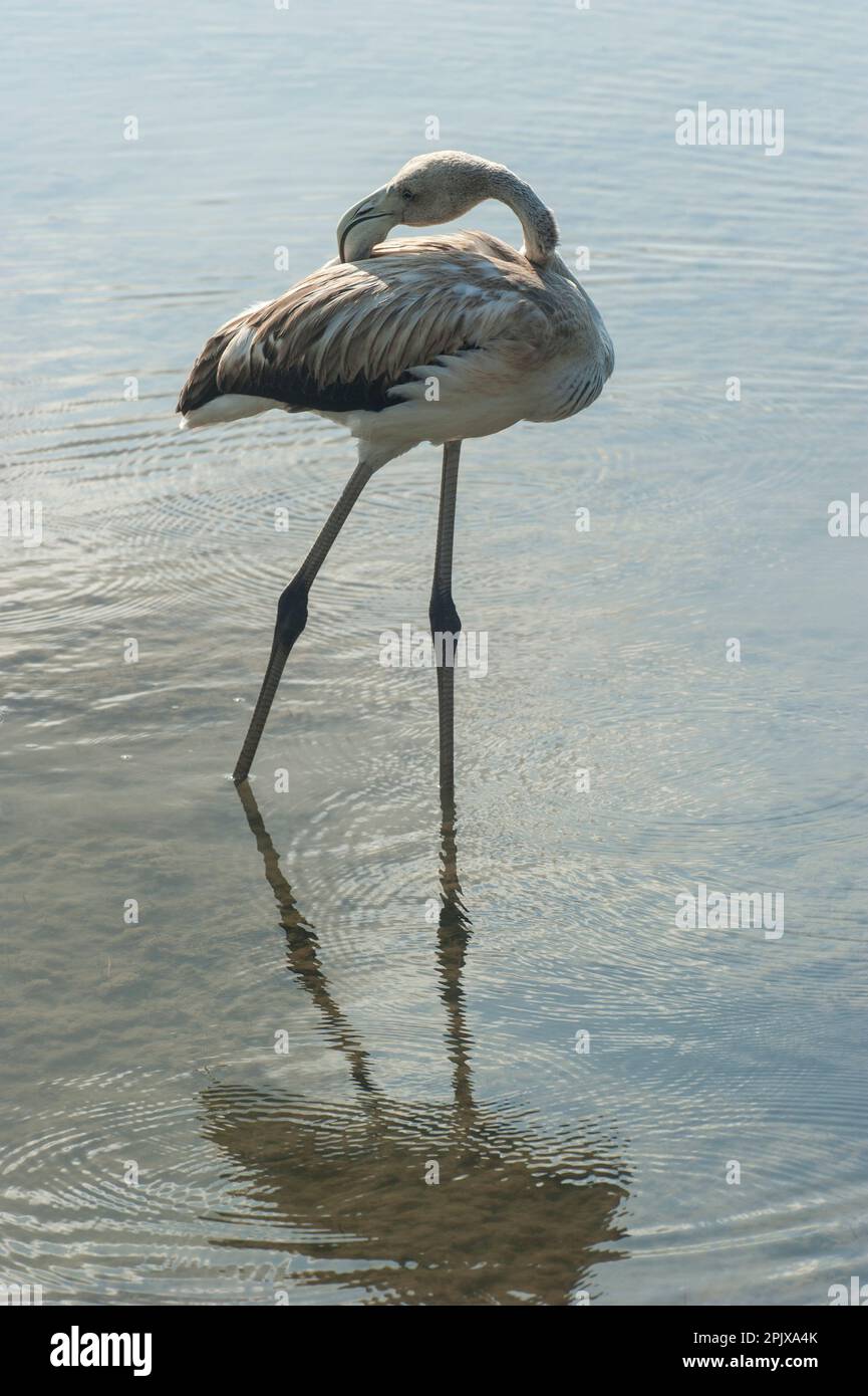 The greater flamingo (Phoenicopterus roseus) is the most widespread and ...