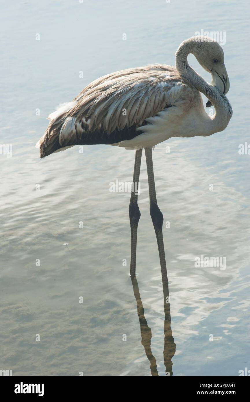 The greater flamingo (Phoenicopterus roseus) is the most widespread and ...