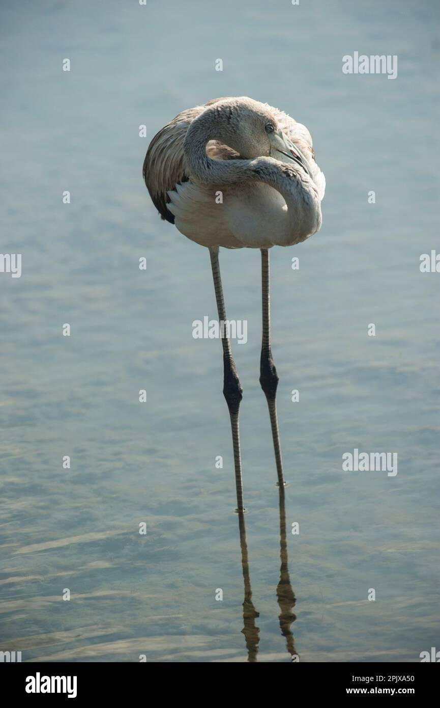 The greater flamingo (Phoenicopterus roseus) is the most widespread and ...