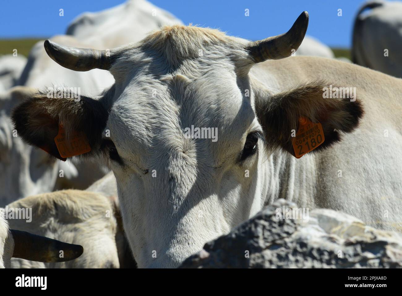 Grazing cows on the Piedmont Alps, Italy. Picture taken in wilderness ...