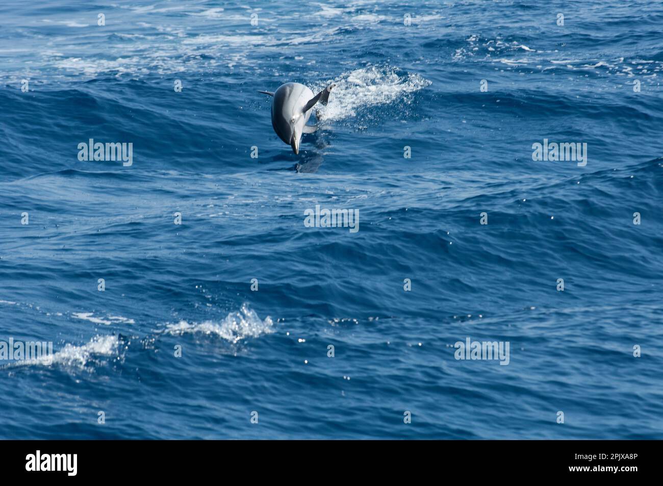striped dolphin (Stenella coeruleoalba). Dolphin sighting, whale ...