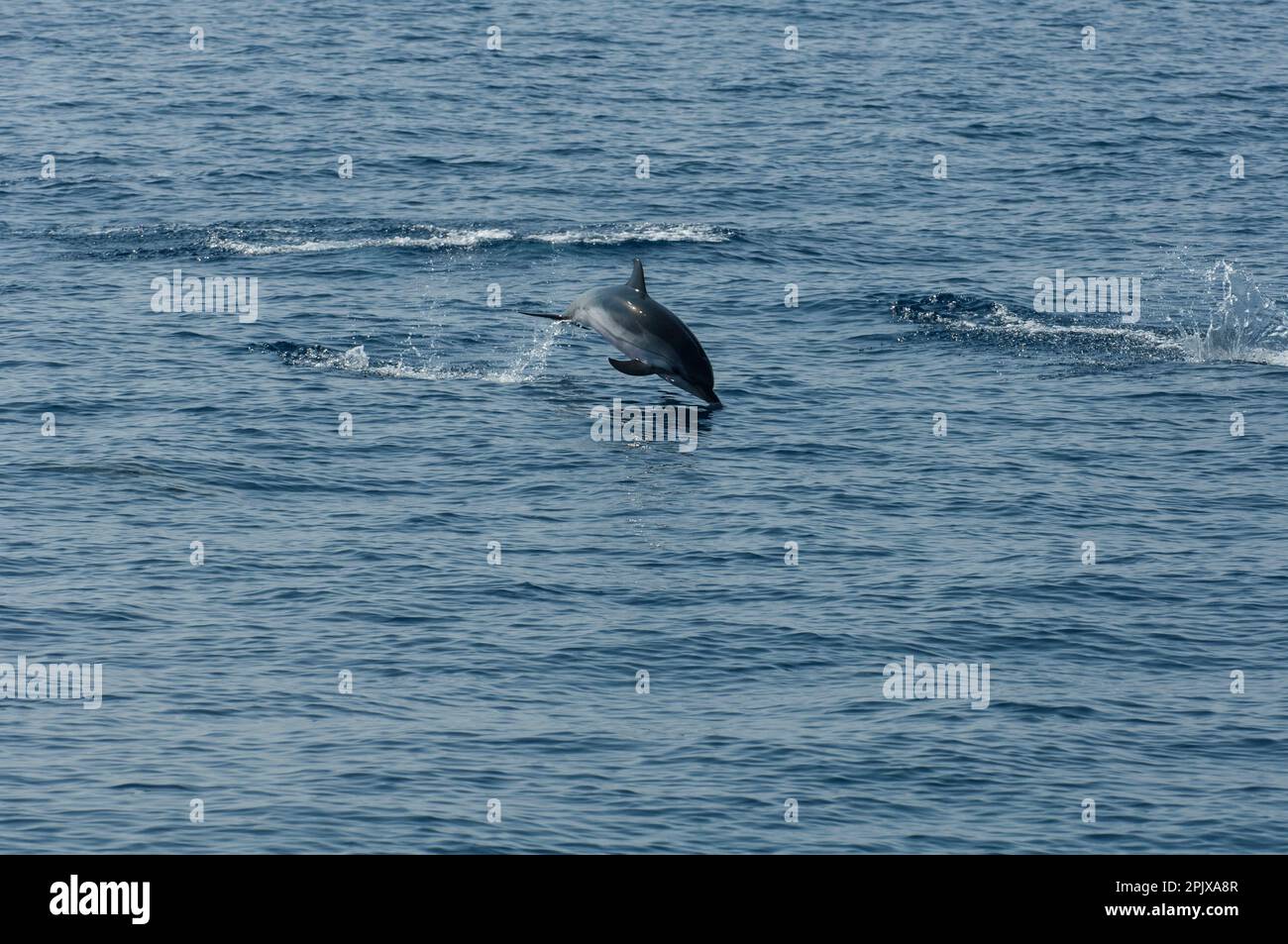 striped dolphin (Stenella coeruleoalba). Dolphin sighting, whale ...