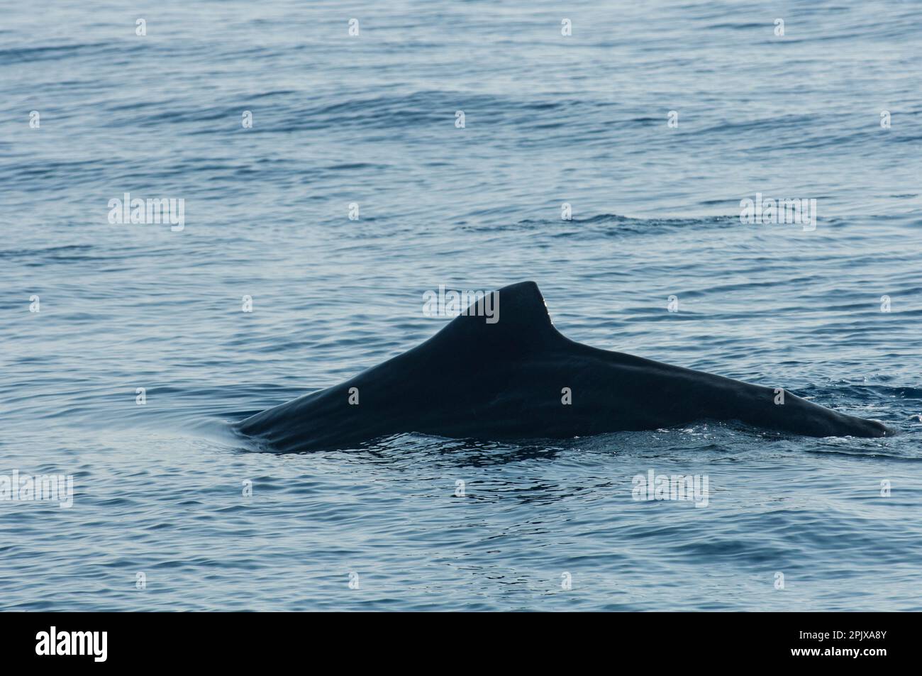 Sperm whale sighting, whalewatching off the coast of Genoa. Santuario ...