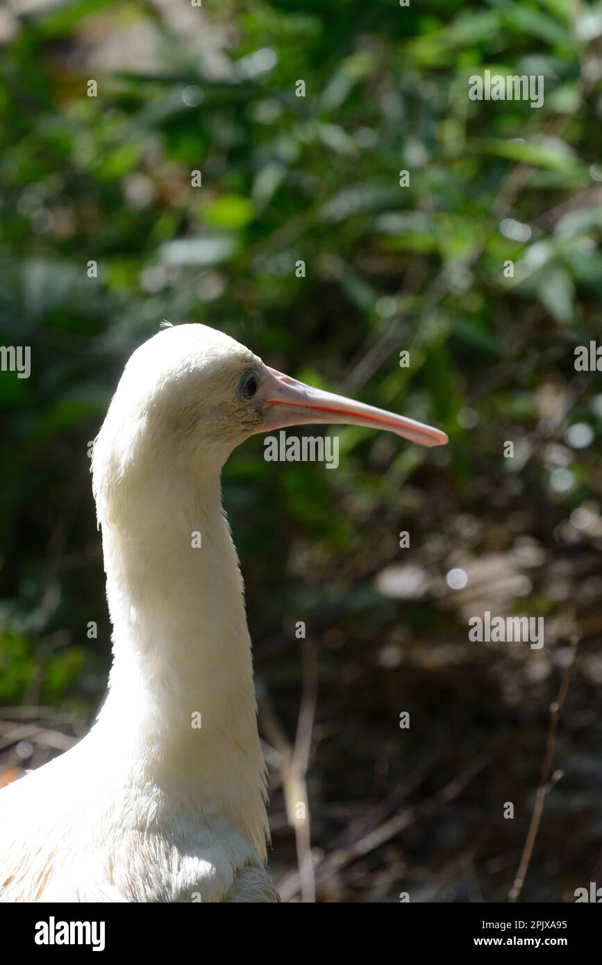 The Eurasian spoonbill (Platalea leucorodia), or common spoonbill, is a ...
