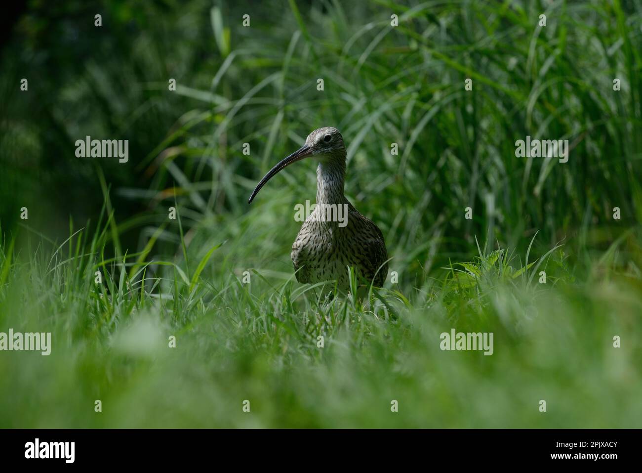 The Eurasian curlew or common curlew (Numenius arquata) is a wader in ...