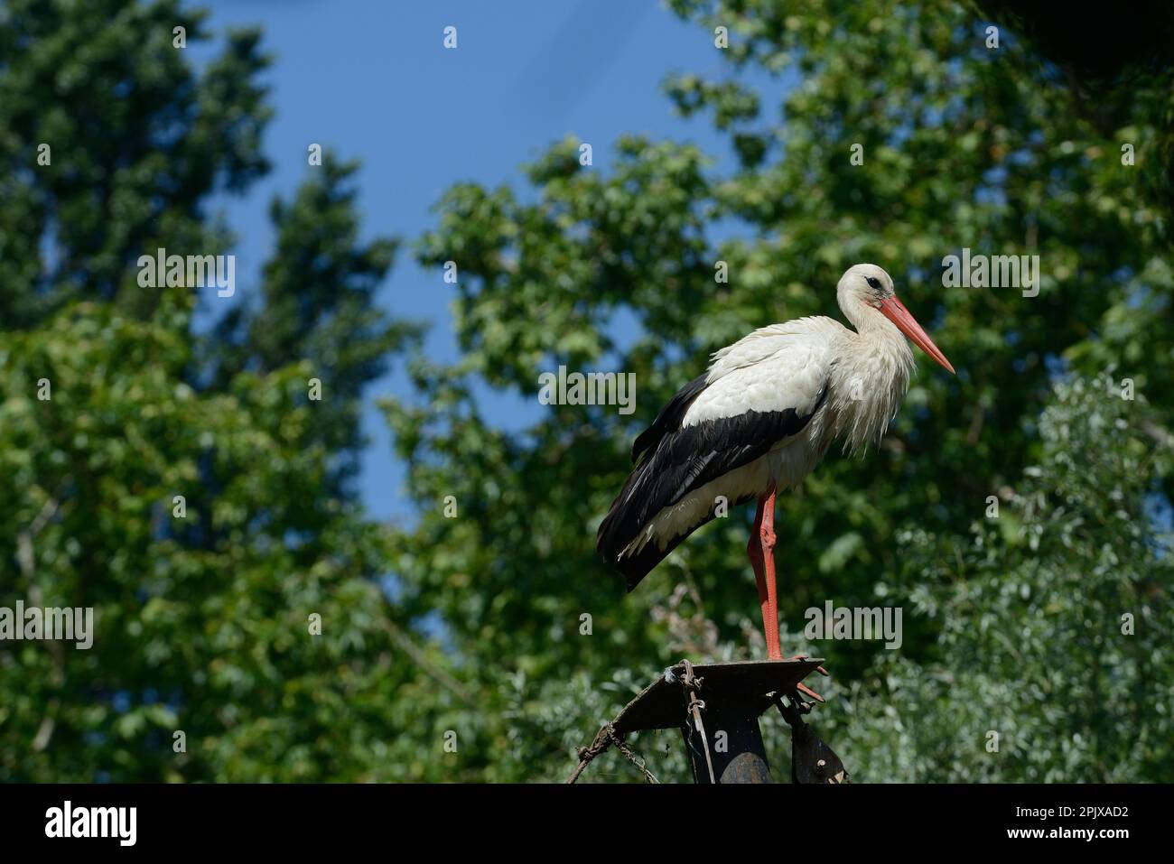 The white stork (Ciconia ciconia) is a large bird in the stork family ...