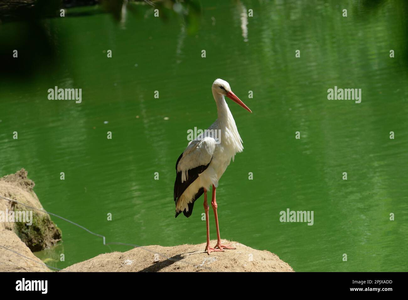 The white stork (Ciconia ciconia) is a large bird in the stork family ...