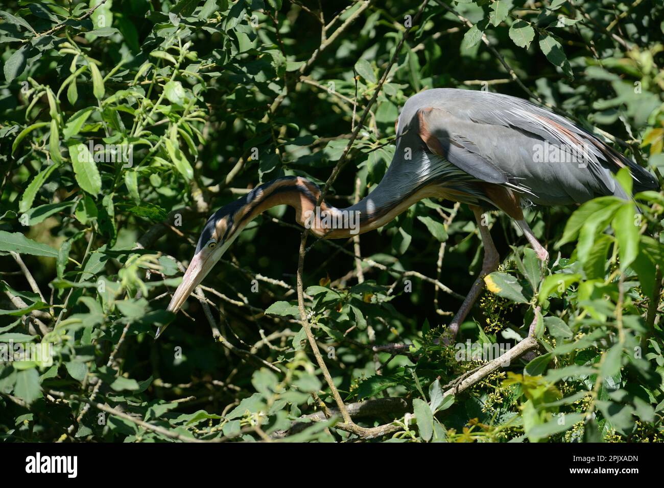 The purple heron (Ardea purpurea) is a wide-ranging species of wading ...