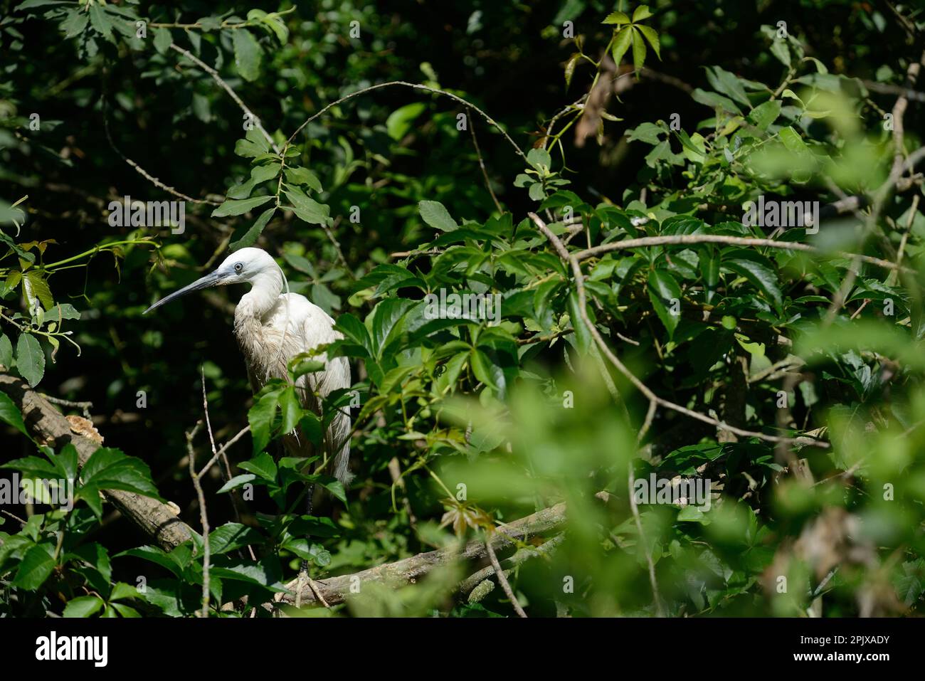 The cattle egret (Bubulcus ibis) is a cosmopolitan species of heron ...