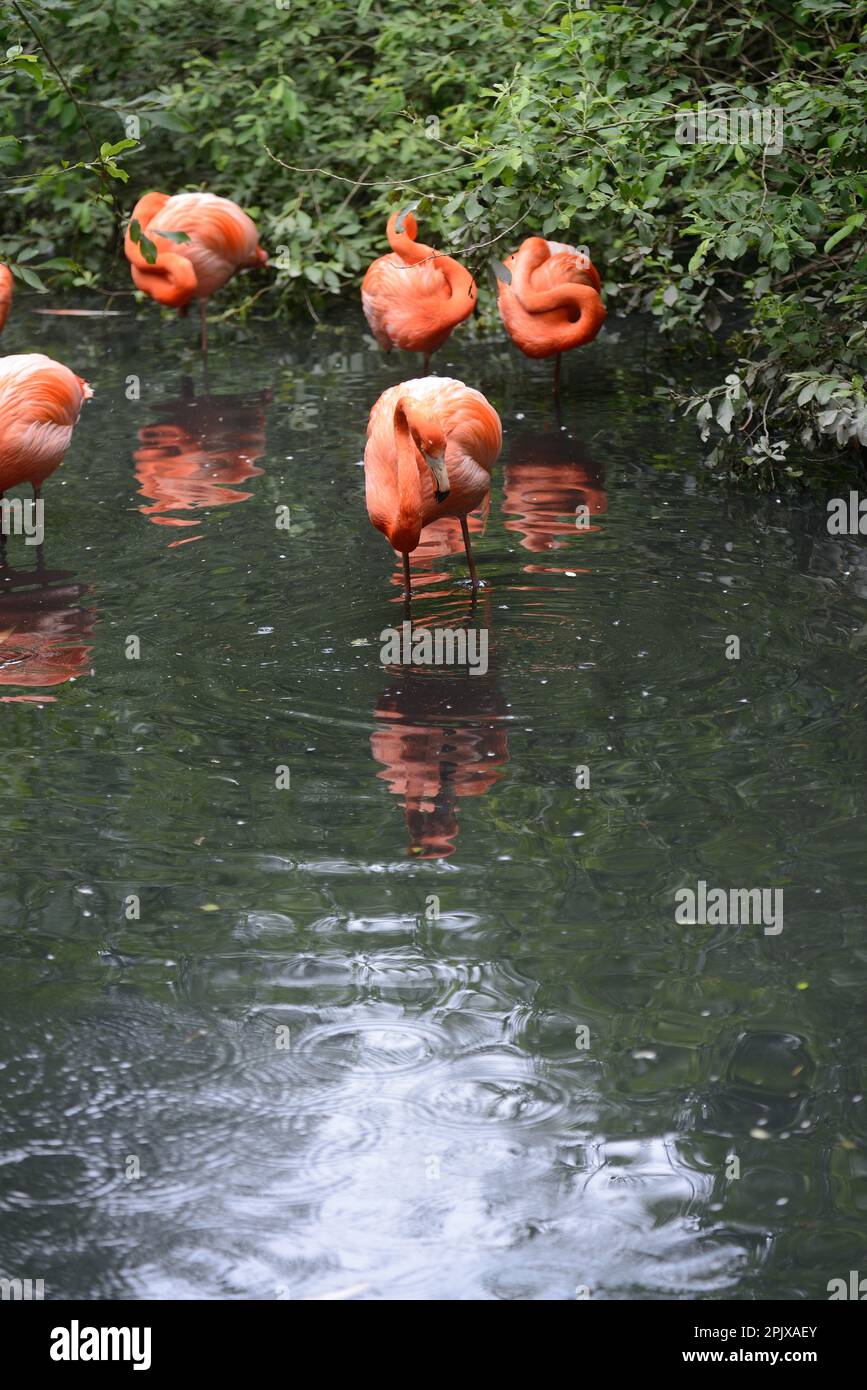 The American flamingo (Phoenicopterus ruber) is a large species of ...