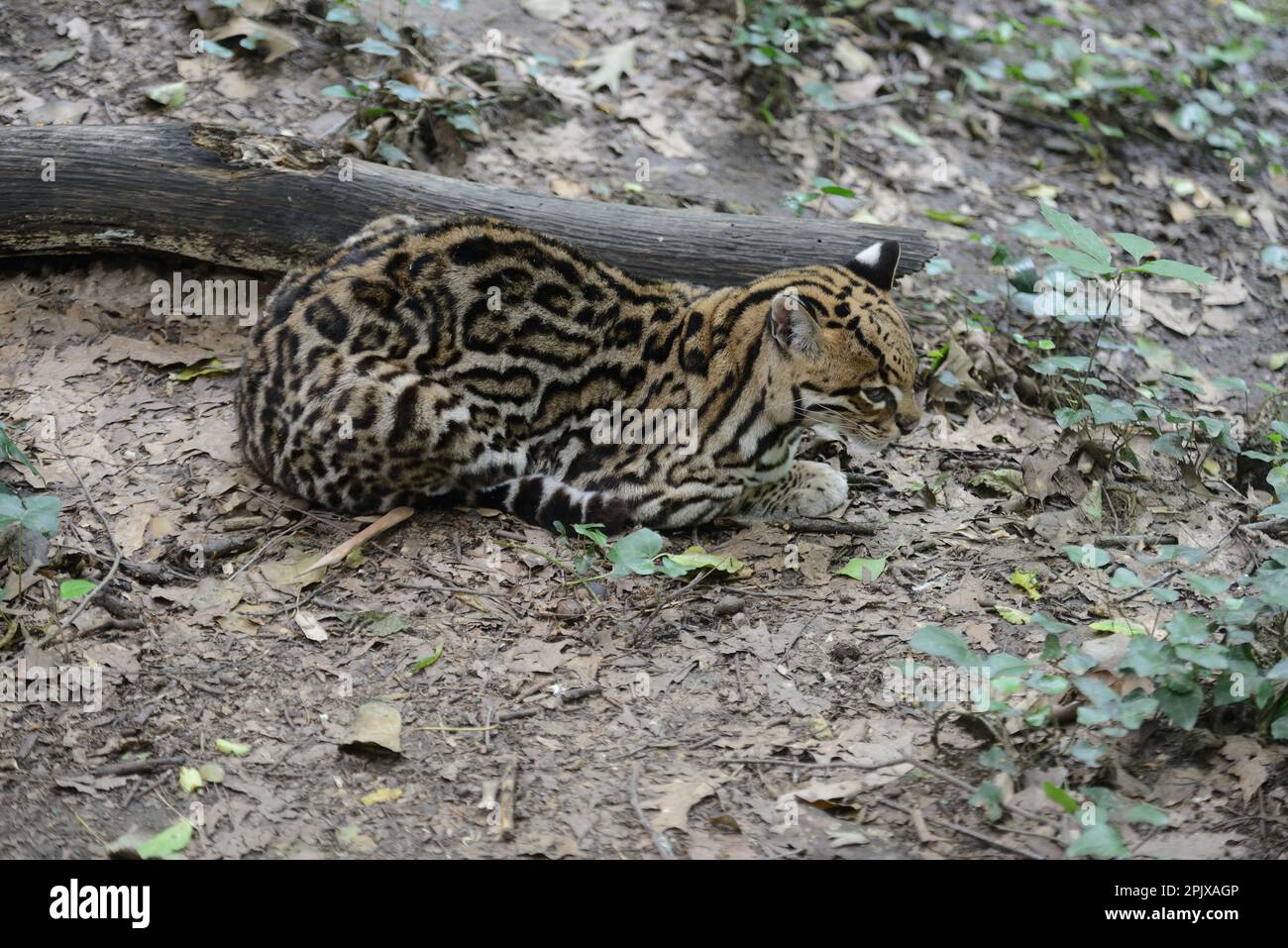 The ocelot (Leopardus pardalis) is a wild cat native to the ...