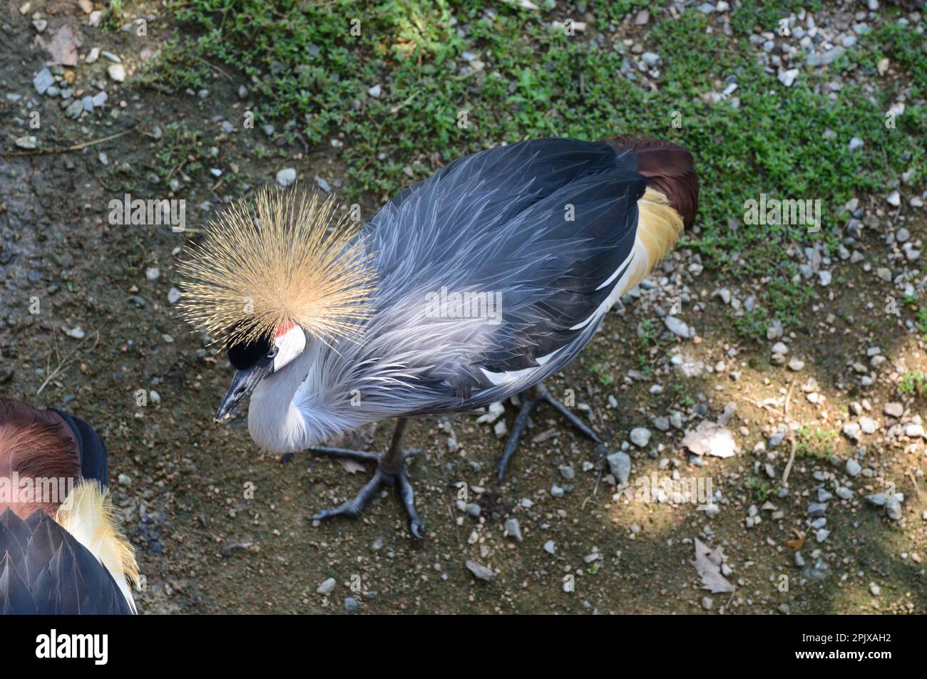 The grey crowned crane (Balearica regulorum), also known as the African ...