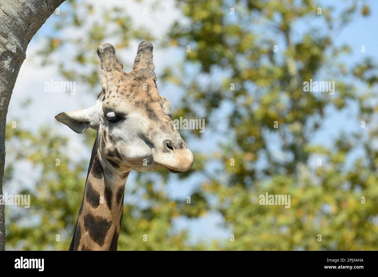 The giraffe (Giraffa) is an African artiodactyl mammal, the tallest ...