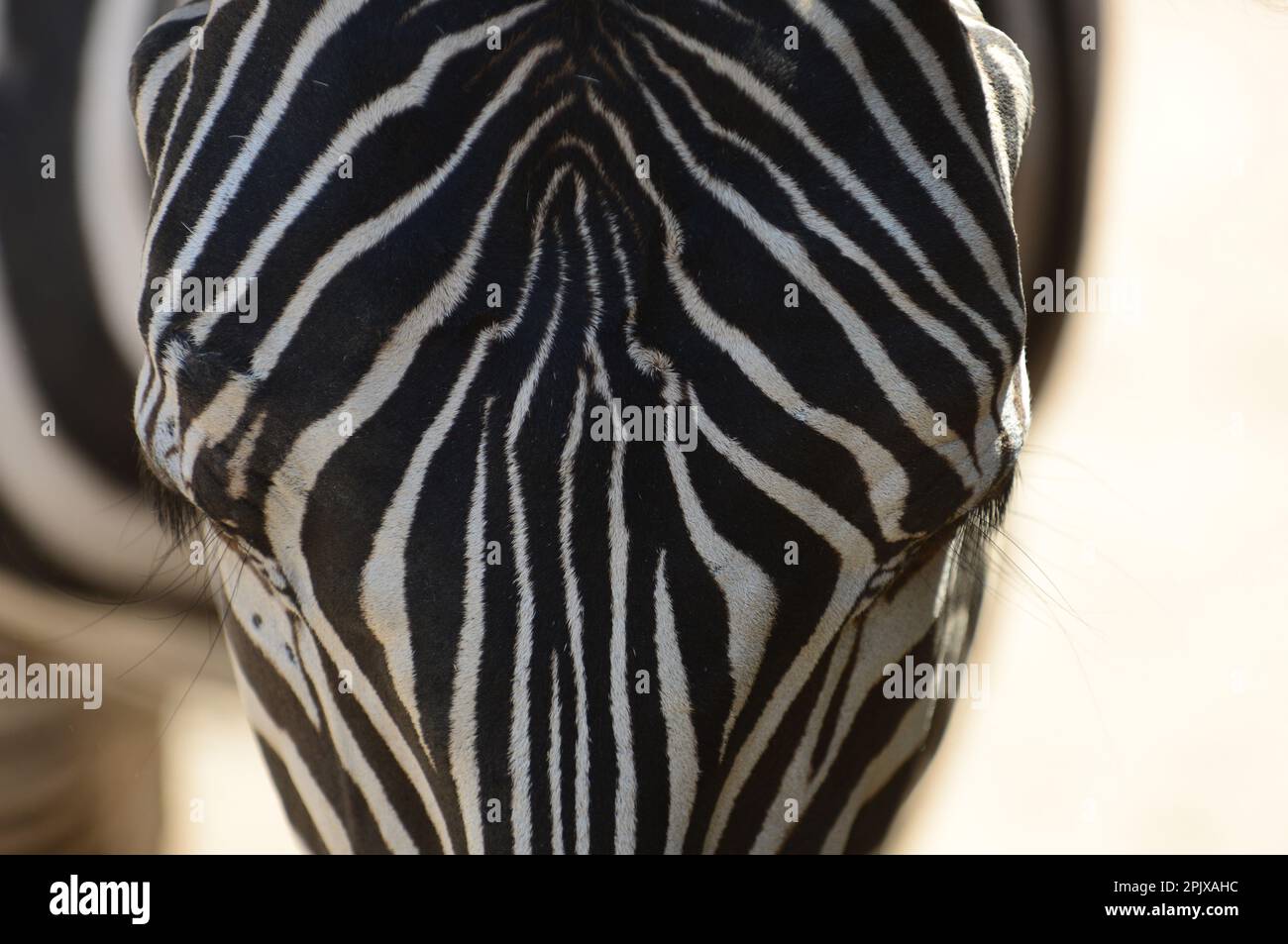 The plains zebra (Equus quagga, formerly Equus burchellii), also known ...