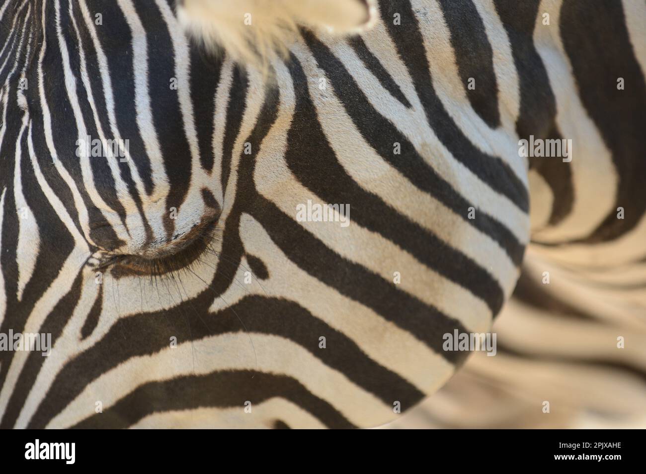 The plains zebra (Equus quagga, formerly Equus burchellii), also known ...