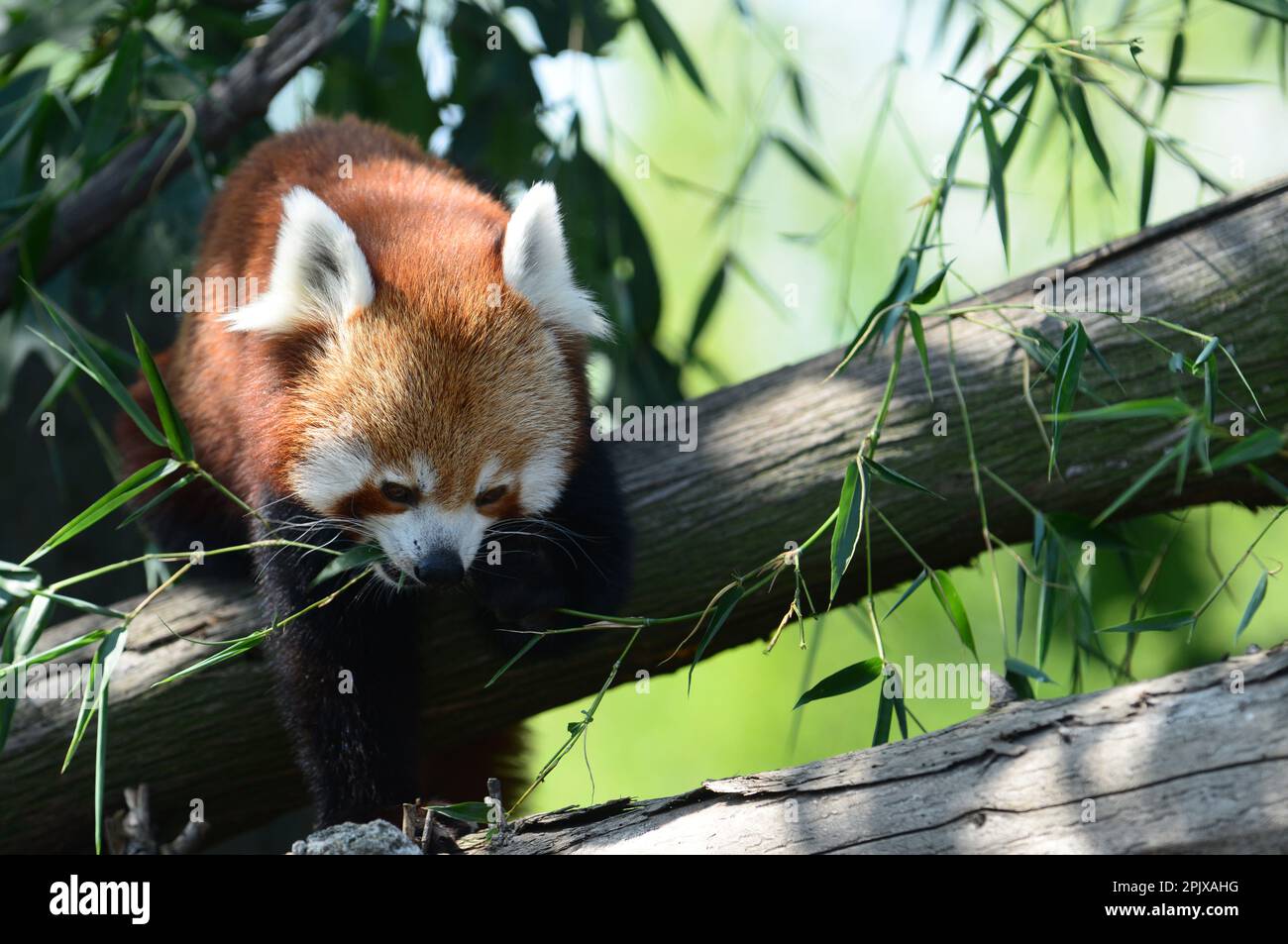 The red panda (Ailurus fulgens) is a mammal species native to the ...