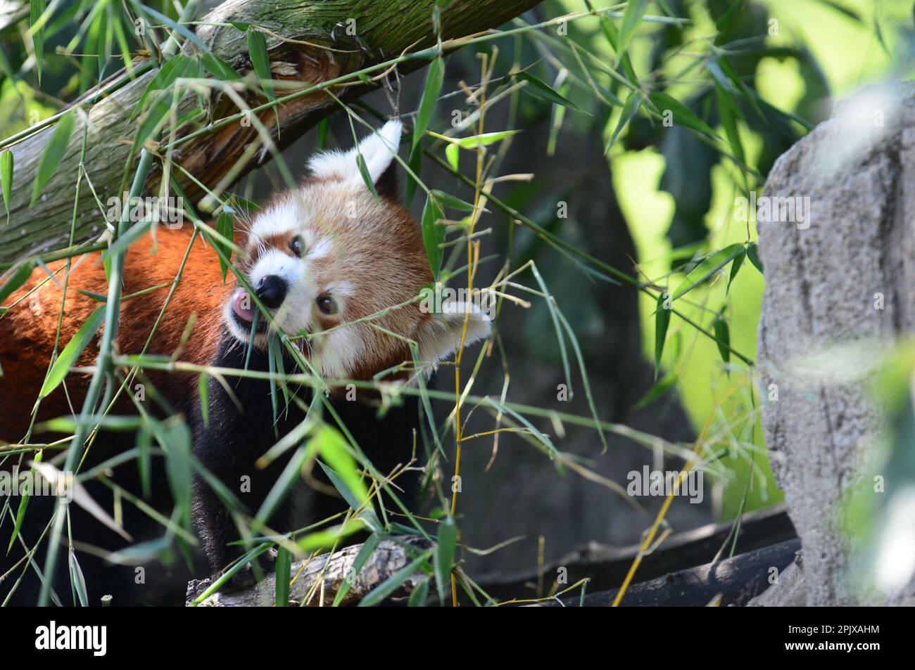 The red panda (Ailurus fulgens) is a mammal species native to the ...