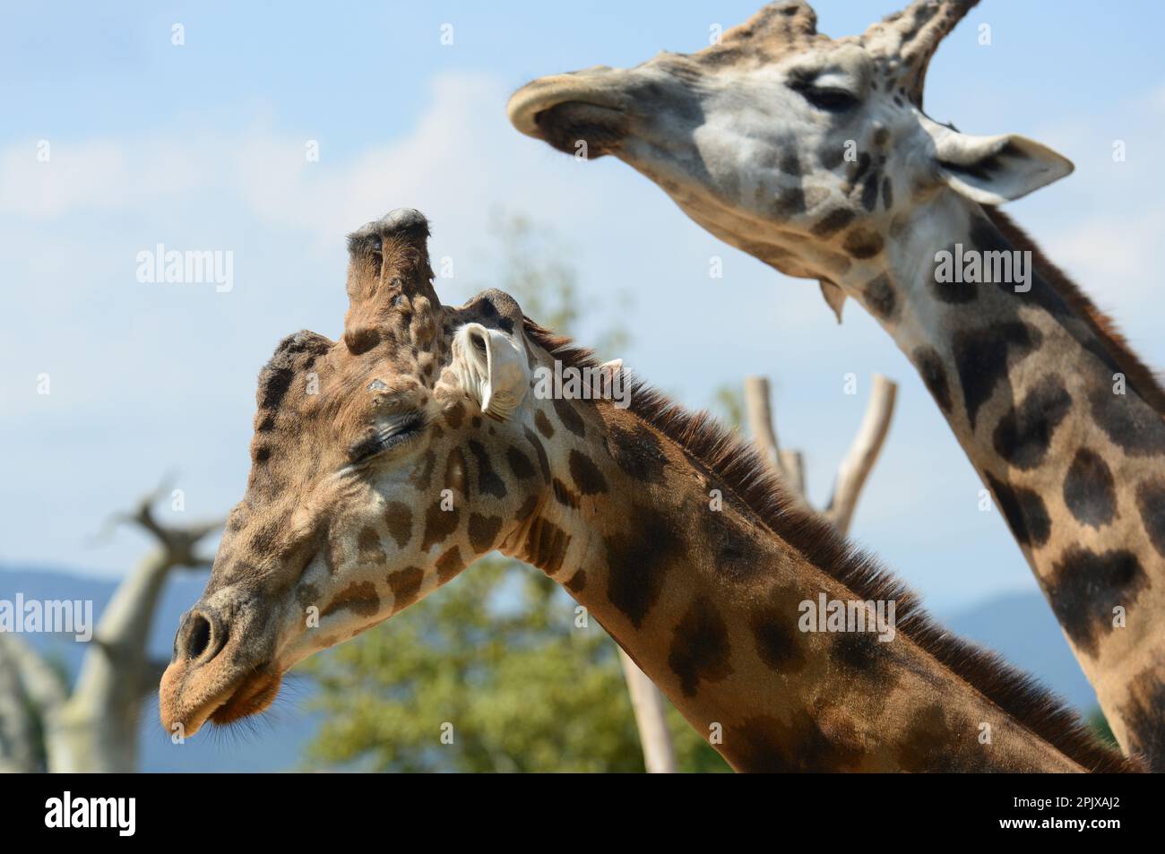 The giraffe (Giraffa) is an African artiodactyl mammal, the tallest ...