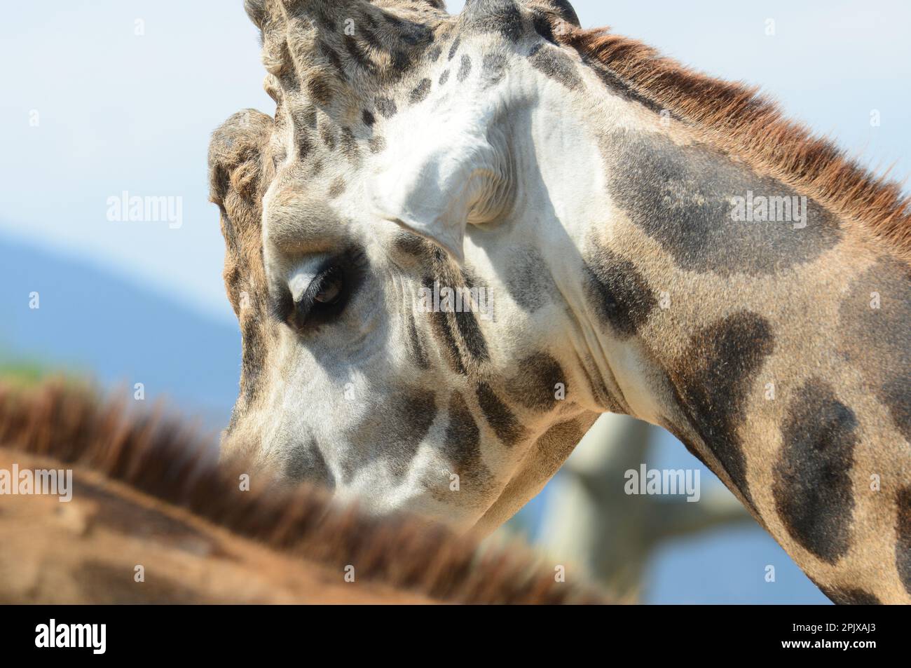 The giraffe (Giraffa) is an African artiodactyl mammal, the tallest ...