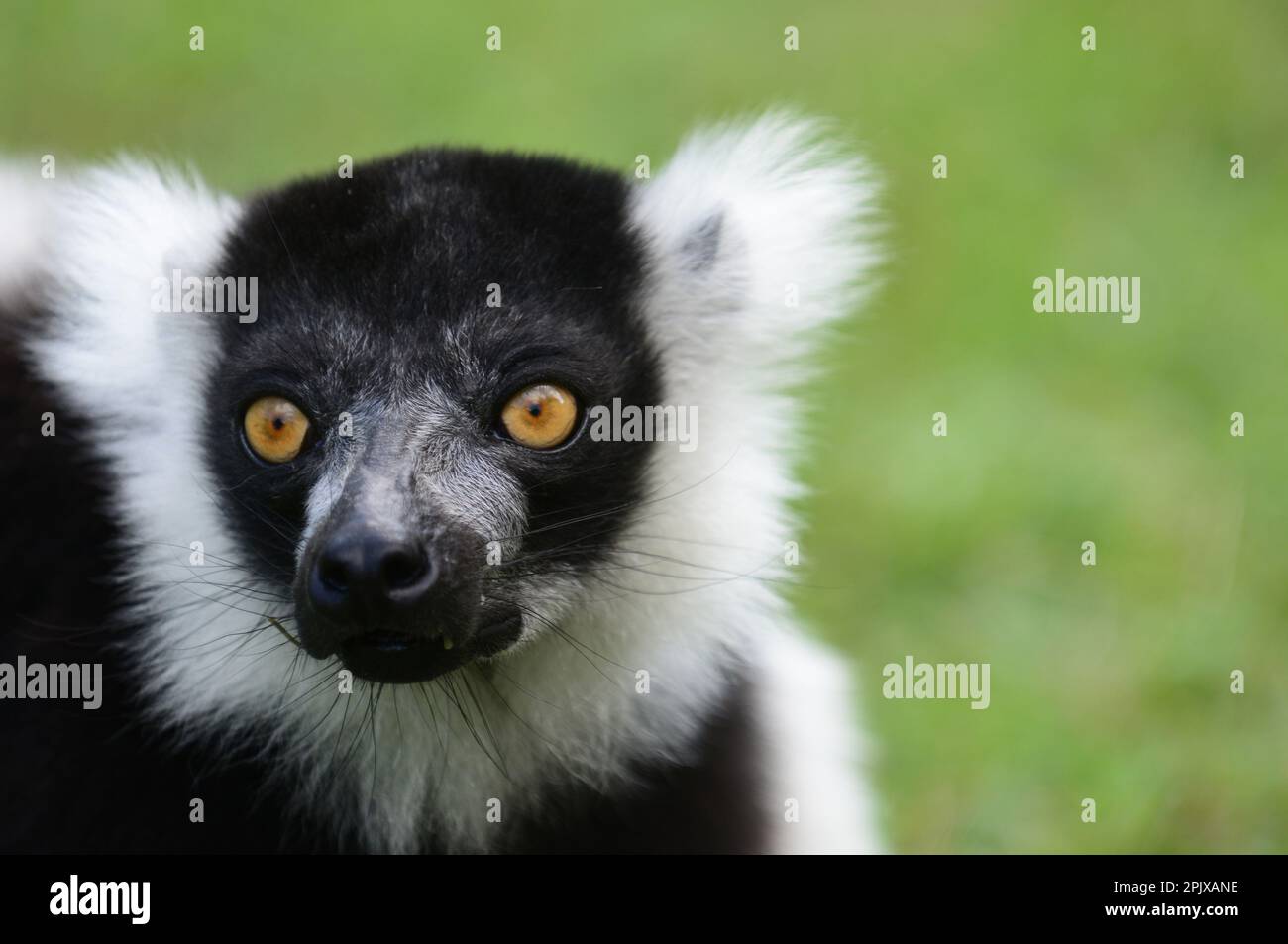 The black-and-white ruffed lemur (Varecia variegata) is an endangered ...