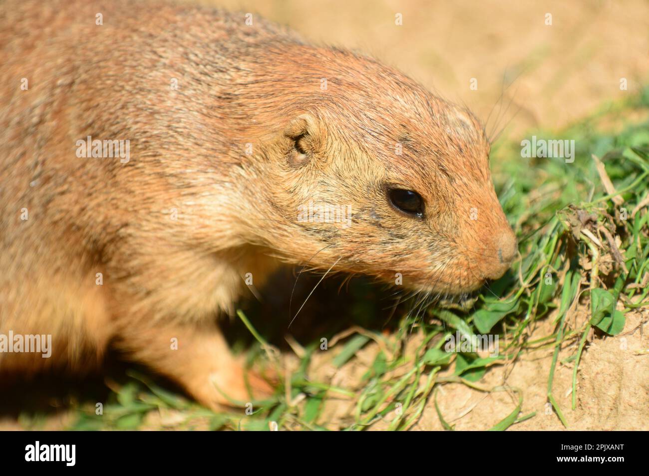 Prairie dogs (genus Cynomys) are herbivorous burrowing rodents native ...