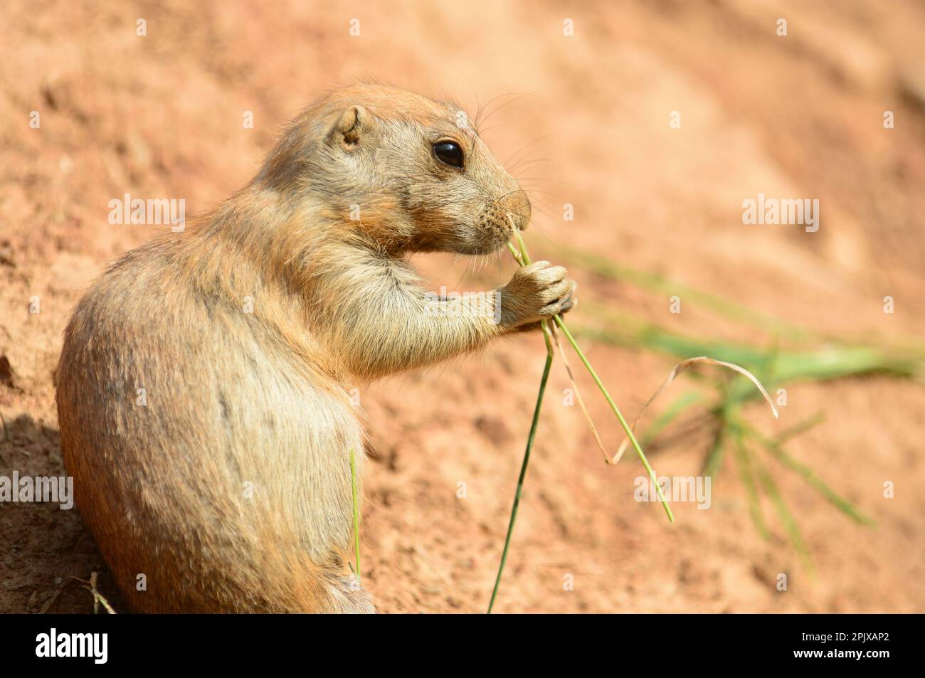 Prairie dogs (genus Cynomys) are herbivorous burrowing rodents native ...
