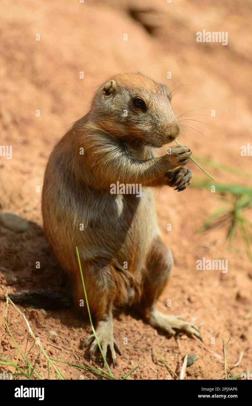 Prairie dogs (genus Cynomys) are herbivorous burrowing rodents native ...