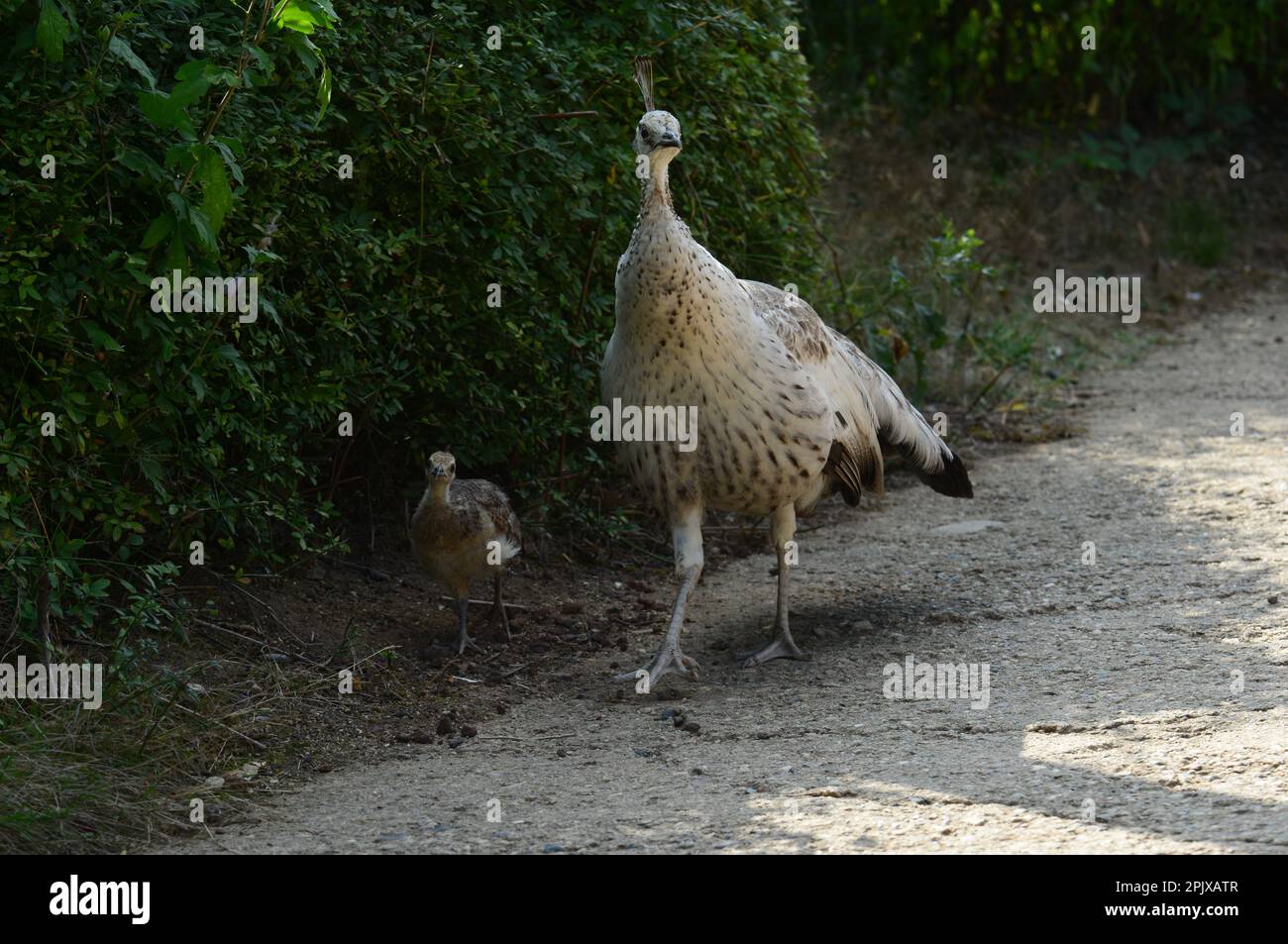 The Indian peafowl female with chick (Pavo cristatus), also known as ...