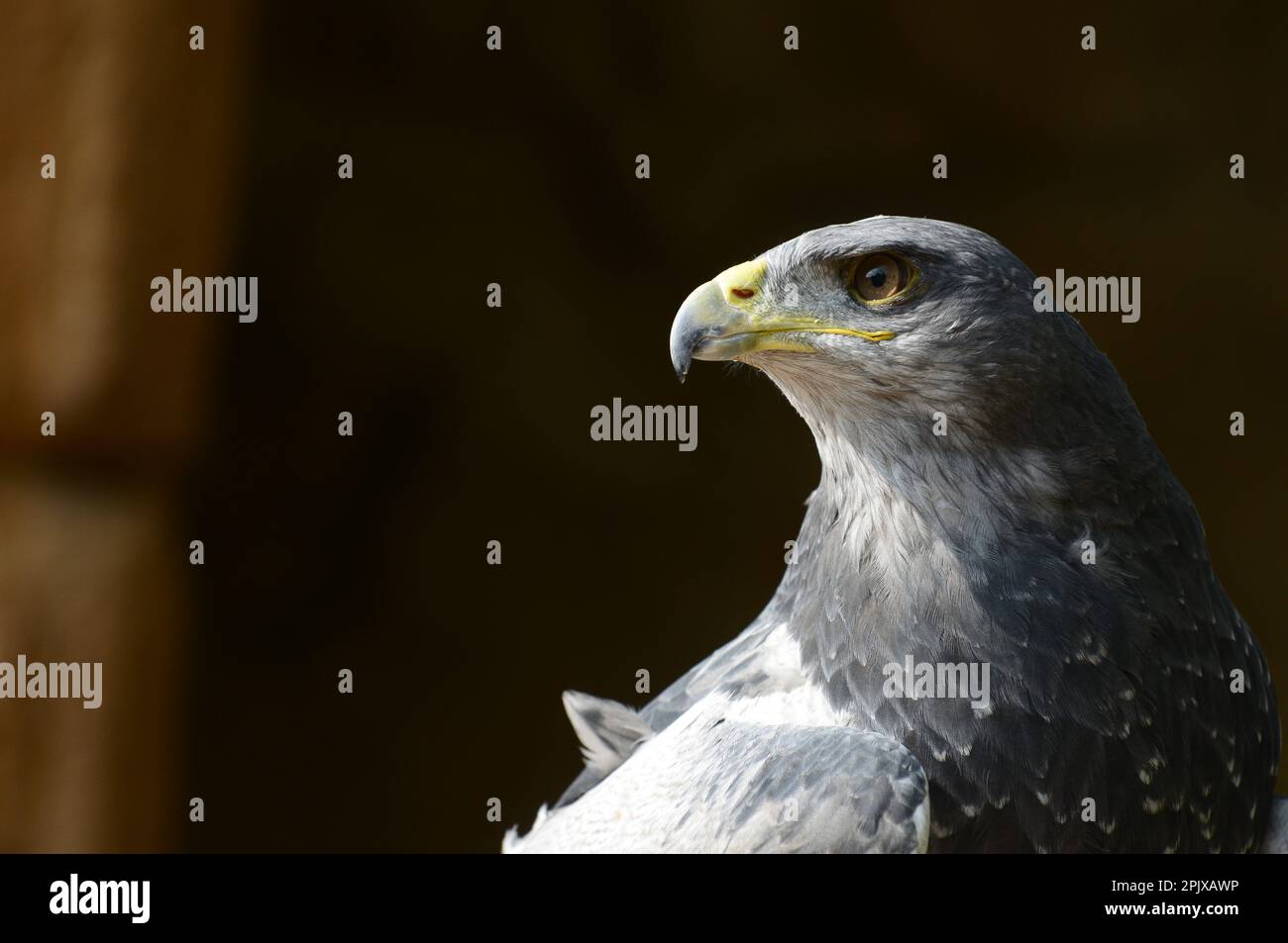 the-black-chested-buzzard-eagle-geranoaetus-melanoleucus-is-a-bird-of