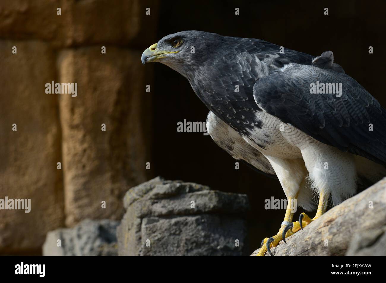 The Black chested Buzzard Eagle Geranoaetus Melanoleucus Is A Bird Of
