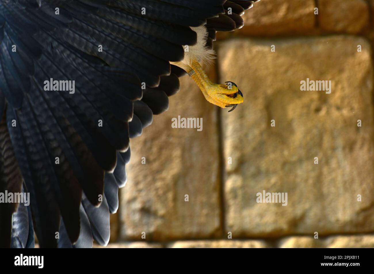 The Black-chested Buzzard-Eagle (Geranoaetus melanoleucus) is a bird of ...