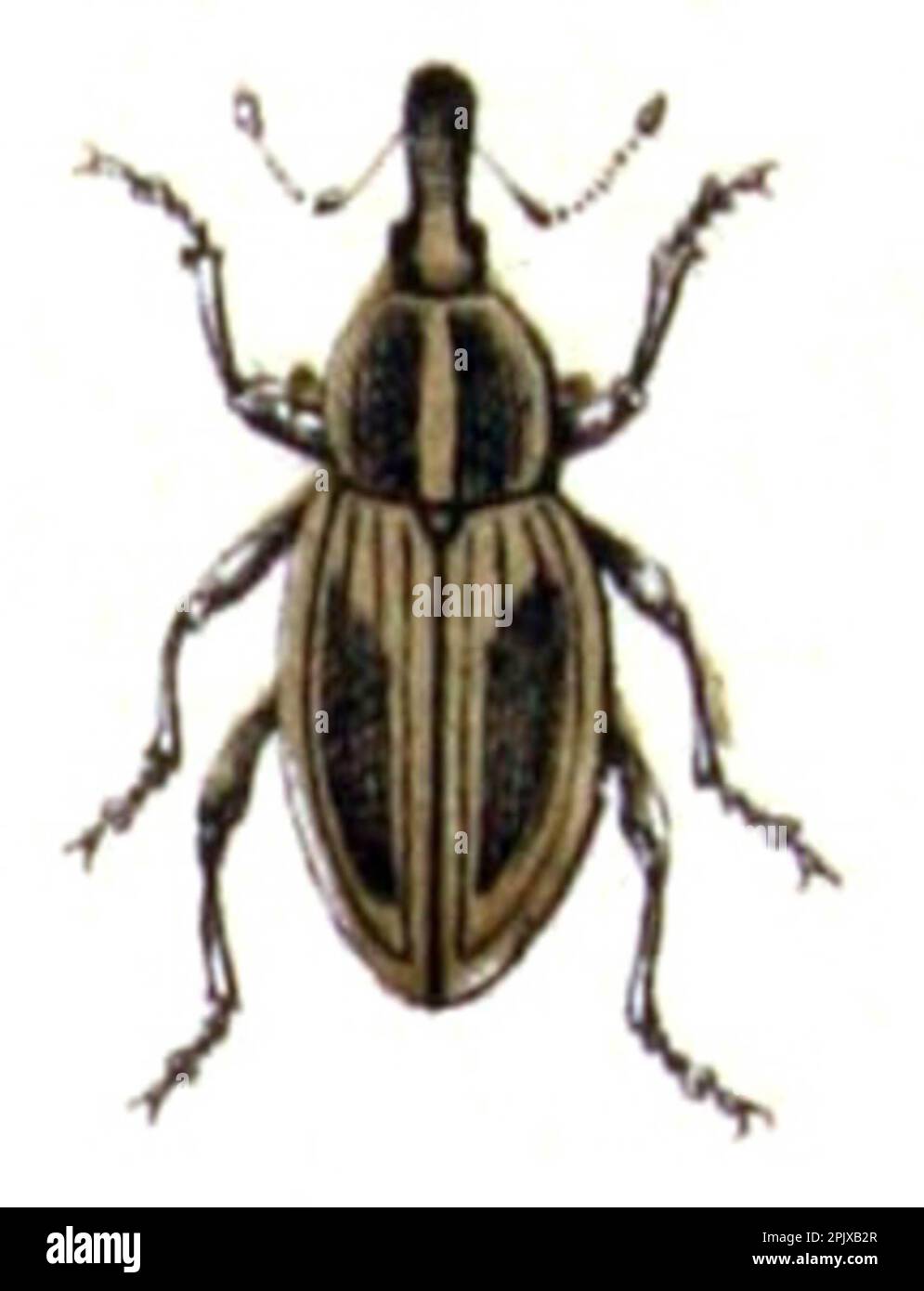 Hypera hi-res stock photography and images - Alamy