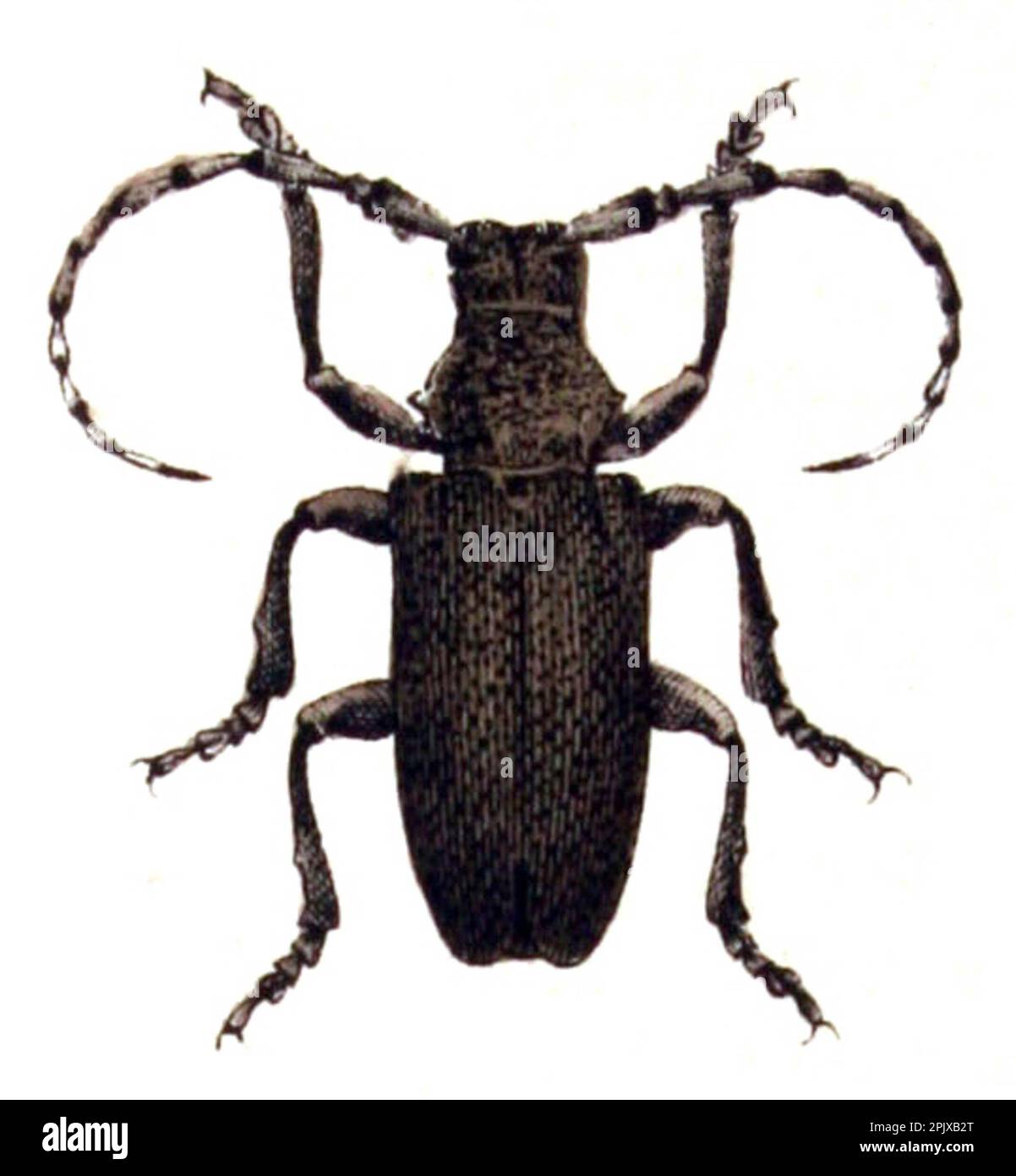 Lamia textor Cut Out Stock Images & Pictures - Alamy