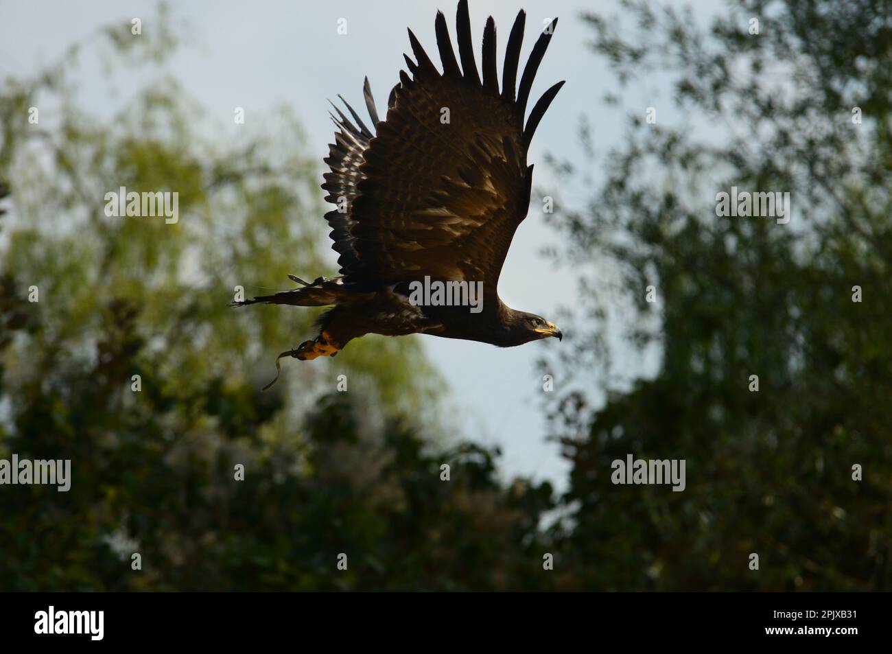 Steppe Eagle (Aquila nipalensis orientalis) picture taken in captivity ...