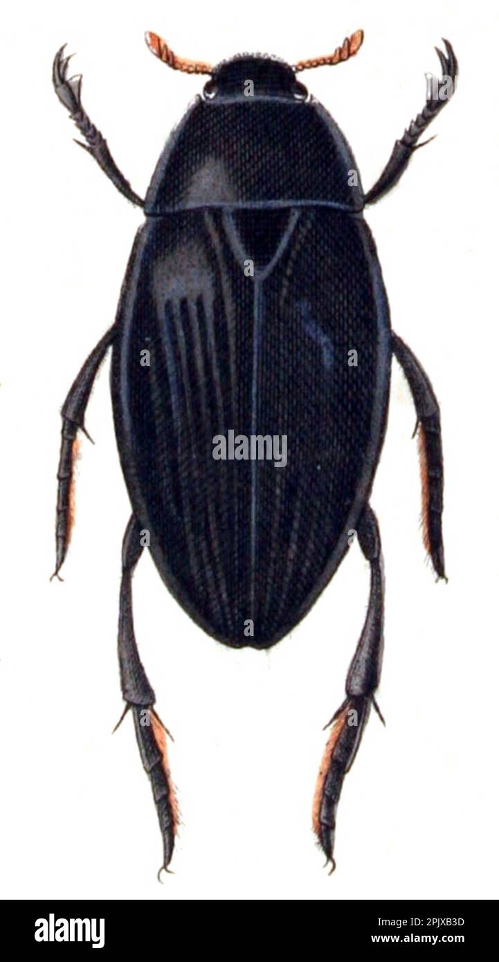 Hydrophilus piceus hi-res stock photography and images - Alamy