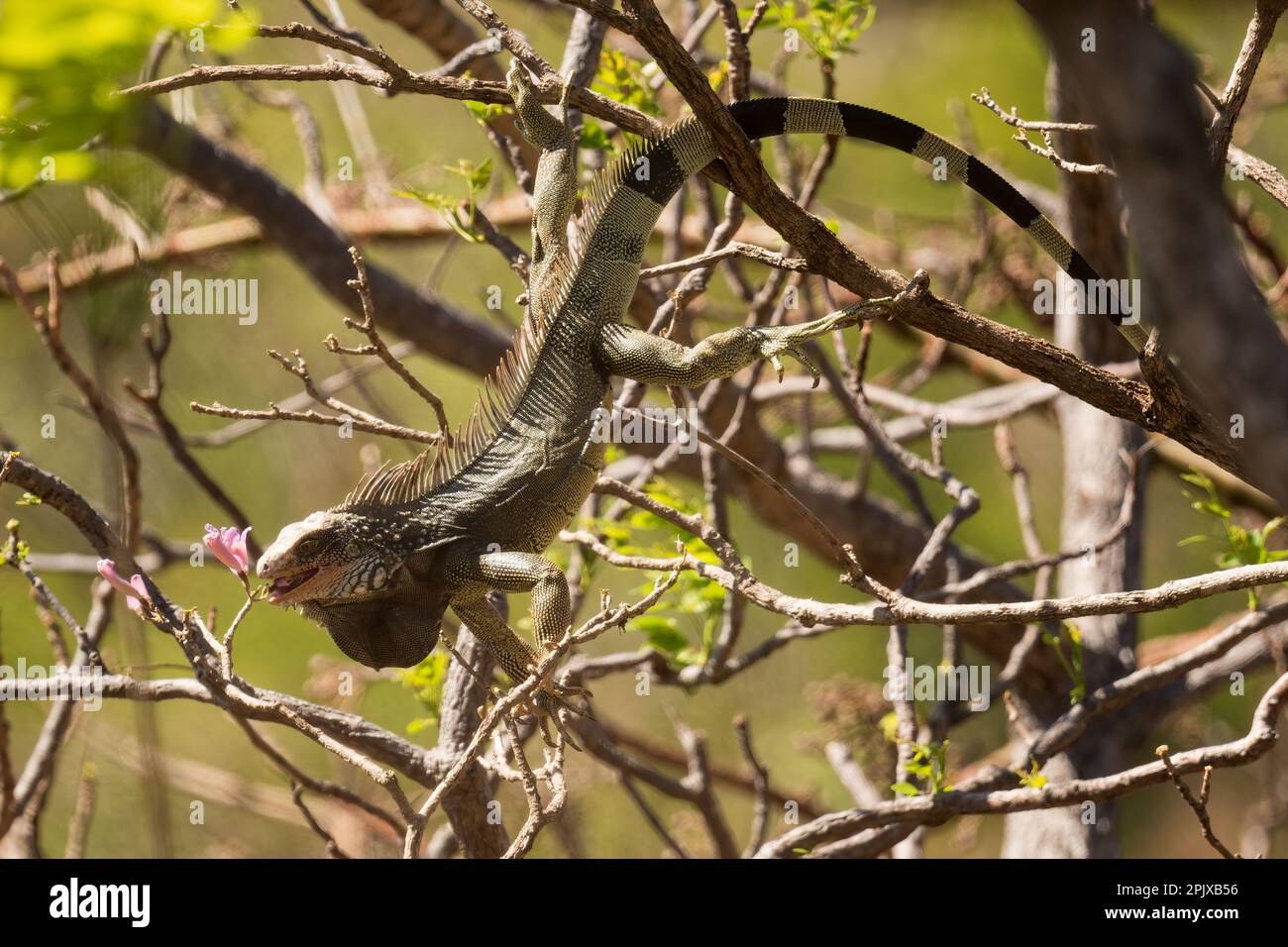Common Green Iguana - Iguana iguana, large popular lizard from Central ...