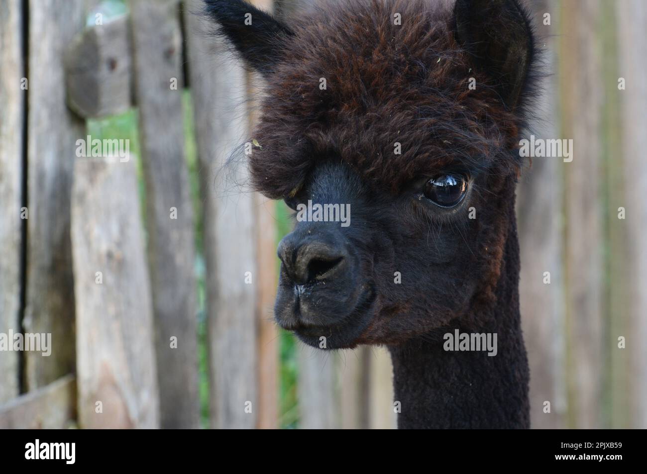 The Alpaca (Vicugna pacos) is a species of South American camelid ...