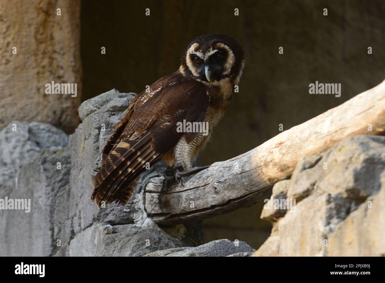 Sri lanka bay owl hi-res stock photography and images - Alamy