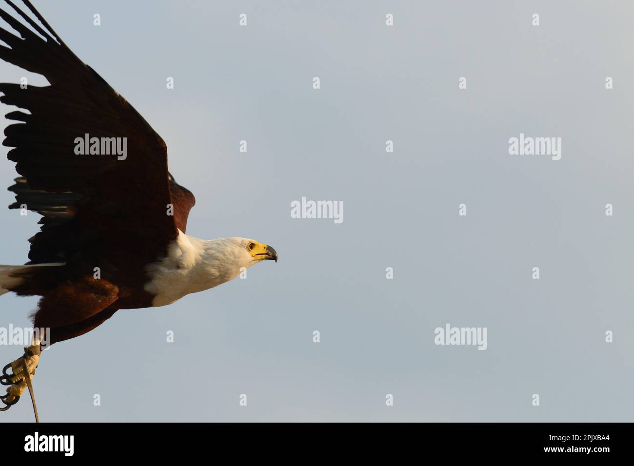 Zoom bird hi-res stock photography and images - Alamy