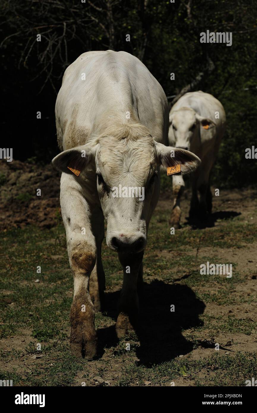 Breeding of Chianina beef at the Savigni farm in Sambuca Pistoiese di ...