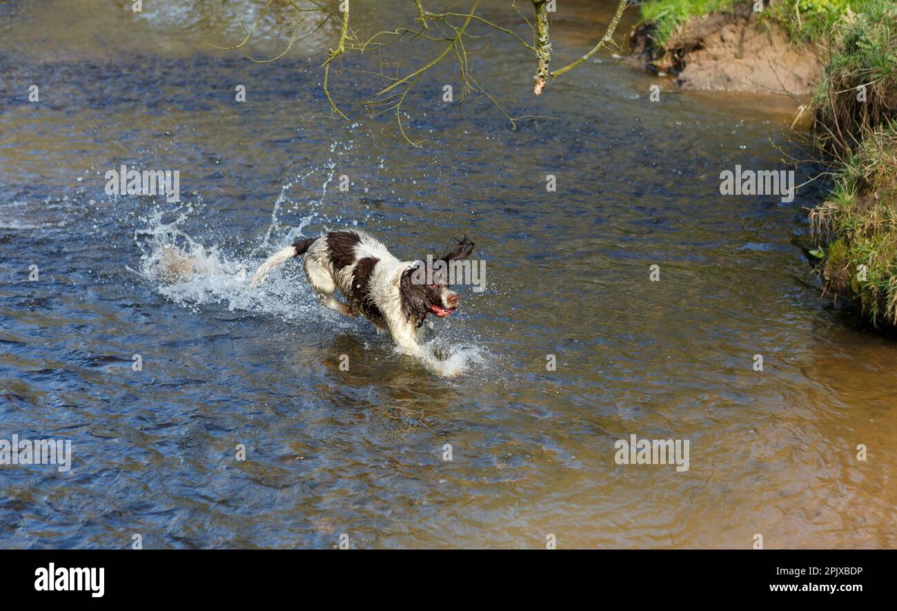 English springer spaniel Running through water Stock Photo - Alamy
