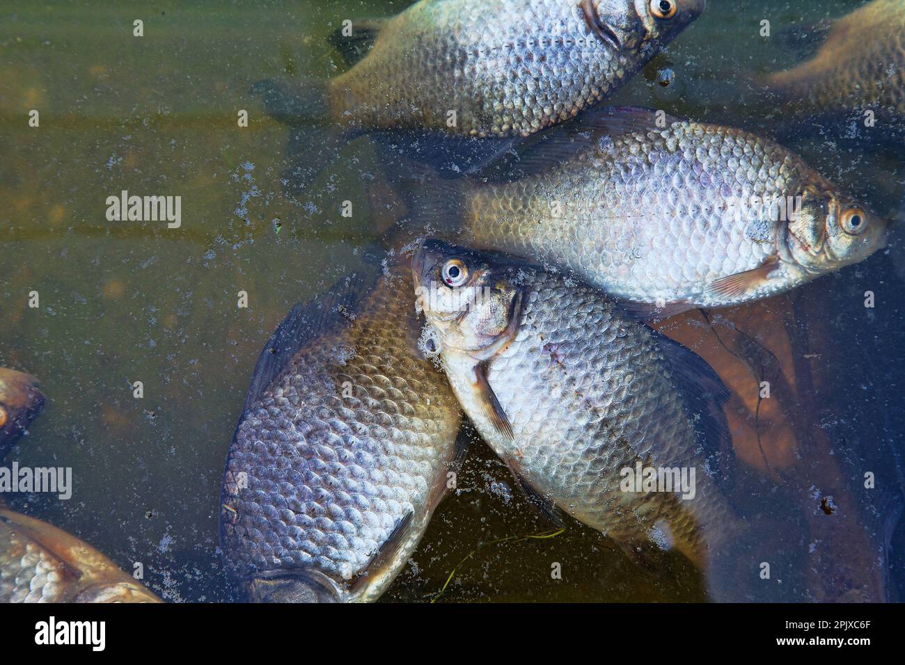 Dead fish on the pond, mass poisoning. light fish carp on dark ...