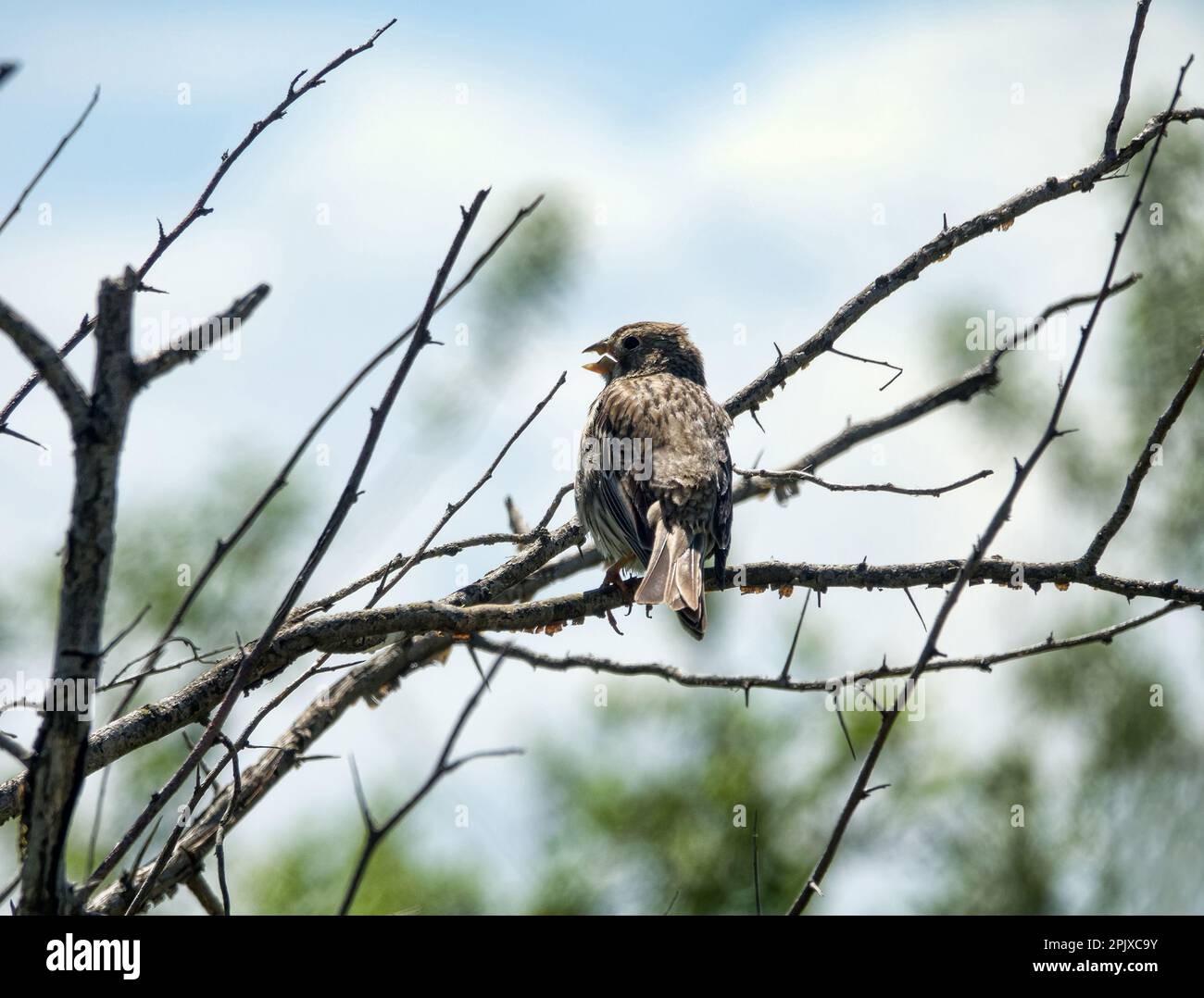 A low-key, gray modest bird. The male of common bunting (Emberiza ...