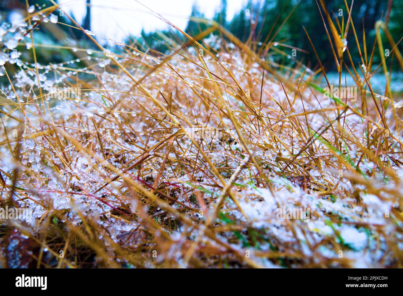Icy grass after an icy rain. Glade of the northern forest at the ...