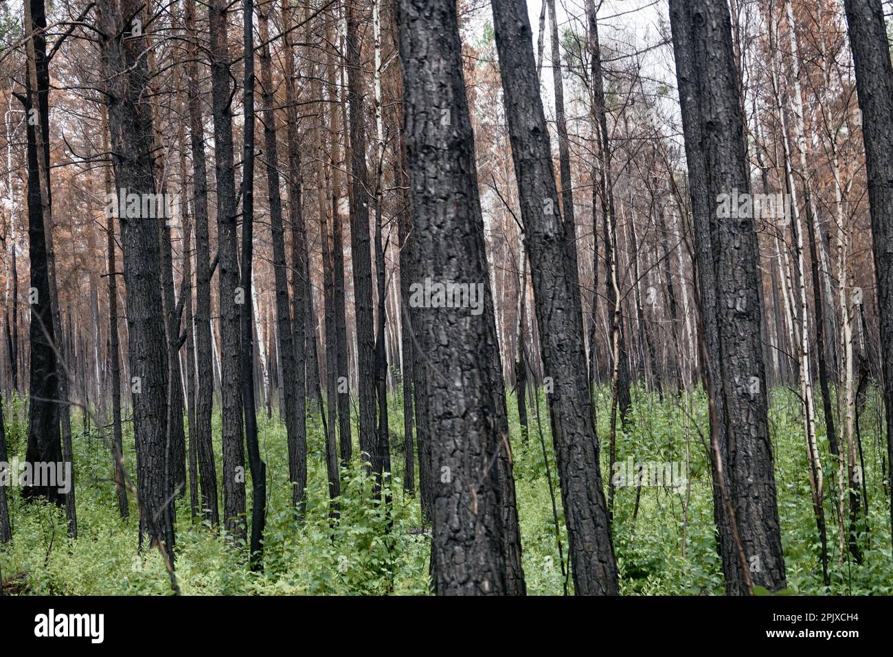 Fire-damaged forest, boreal forests. Burnt boreal forests. Wildfire low ...