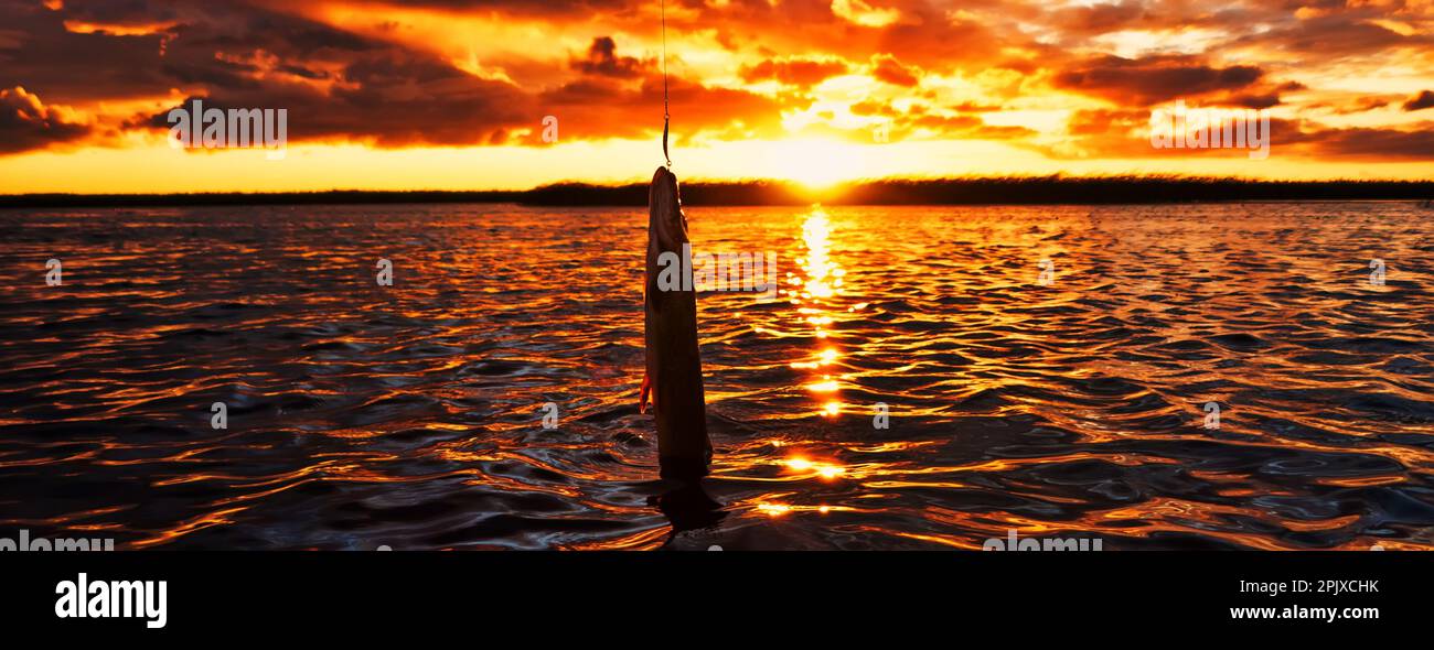 Fishing at sunset. Catching predatory fish on spinning. Sunset colors ...