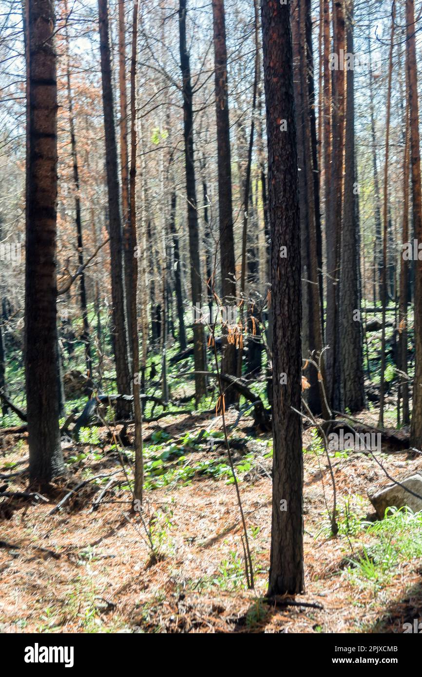Fire-damaged forest, boreal forests. Burnt boreal forests. Wildfire low ...