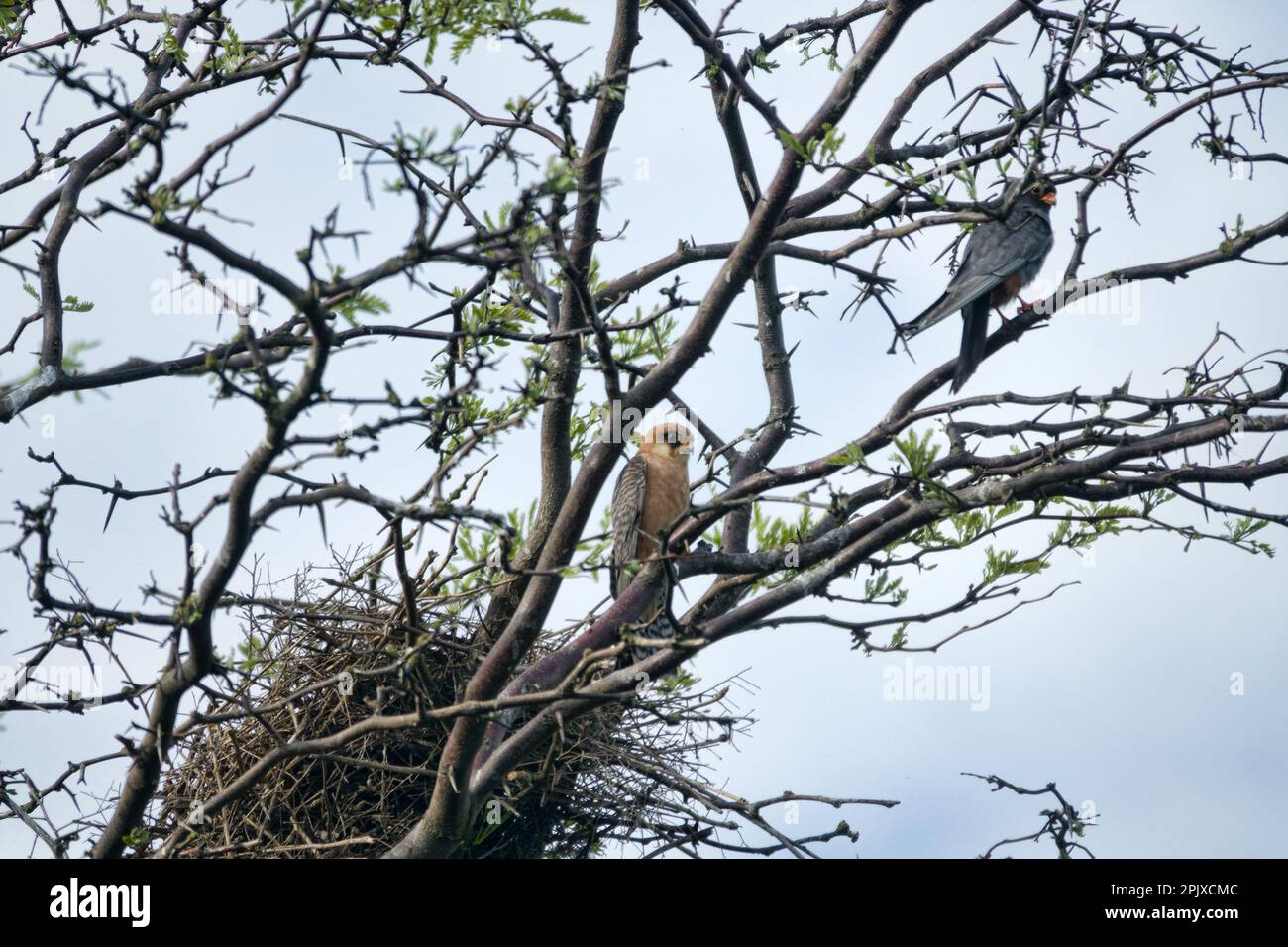 Red-footed falcon (Falco vespertinus) nesting in a colony of rooks. The ...