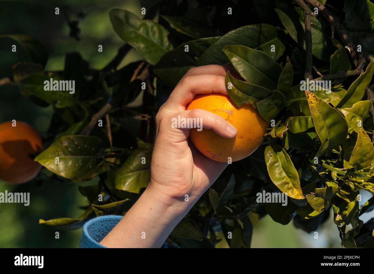 Hands picking oranges from trees, Sicily, Italy, Europe Stock Photo - Alamy