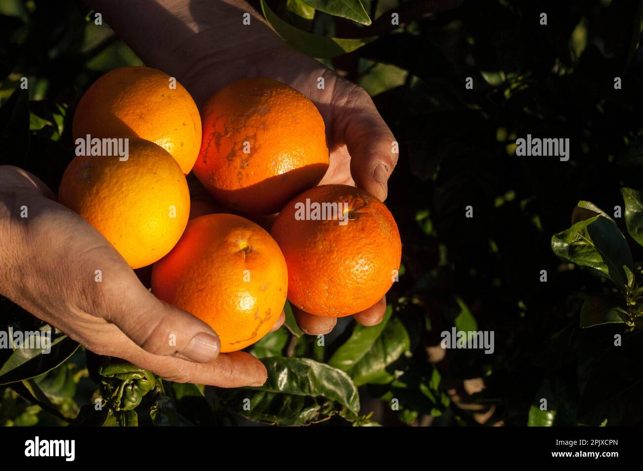 Hands picking oranges from trees, Sicily, Italy, Europe Stock Photo - Alamy